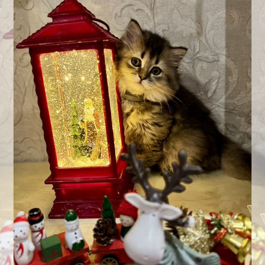 Шотландский прямоухий длинношёрстный котёнок