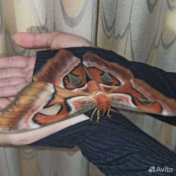 Ферма тропических бабочек у вас дома