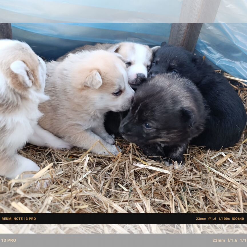 Щенки в добрые руки