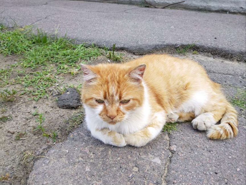 Кот на улице. Кому счастье в дом