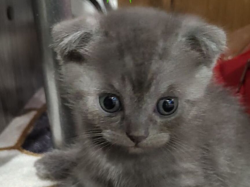 Шотландские вислоухие котята