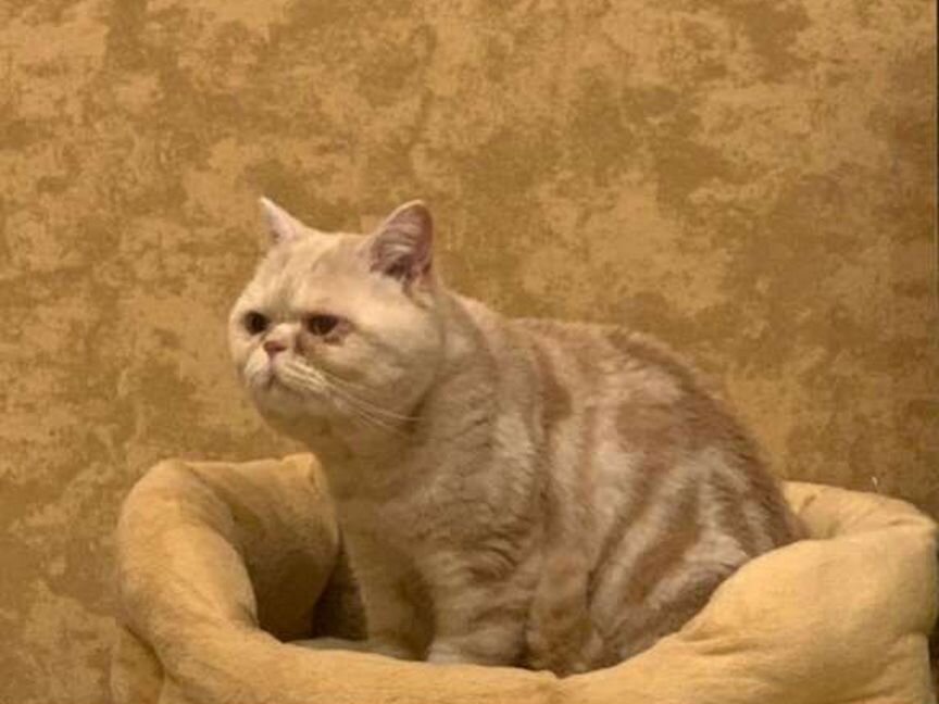 Котик на вязку. Шотландский скотиш-страйт