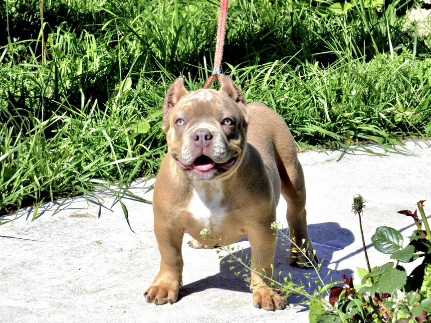 Американский булли