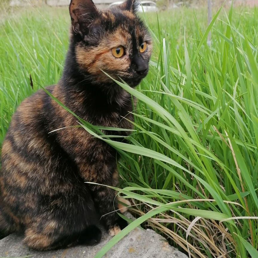 Прекрасное сочетание Фенечки и зеленой травки