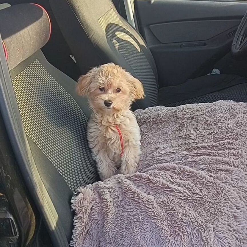 Мальтипу золотая принцесса