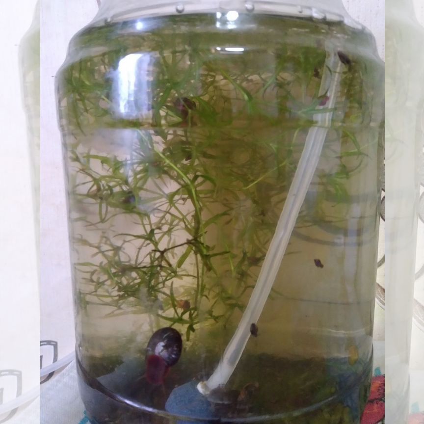 Улитки аквариумные