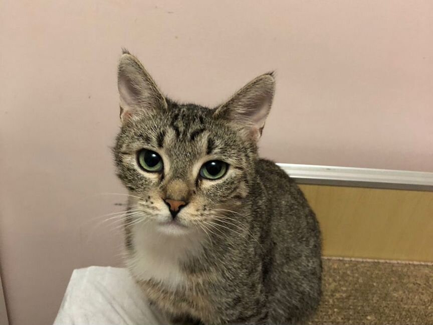 Мурка (Мерке) табби кошка 6мес