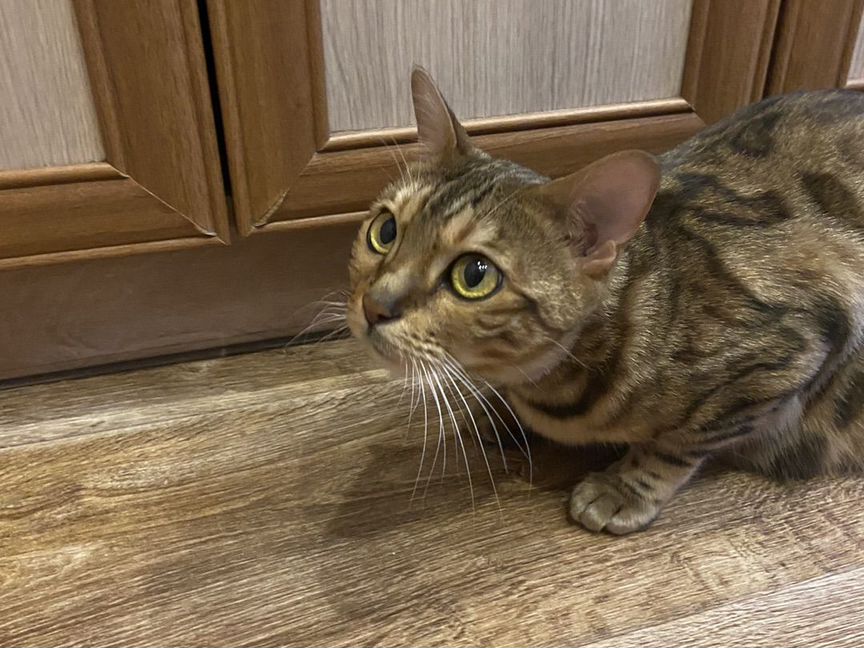 Кошечка Бенгальская