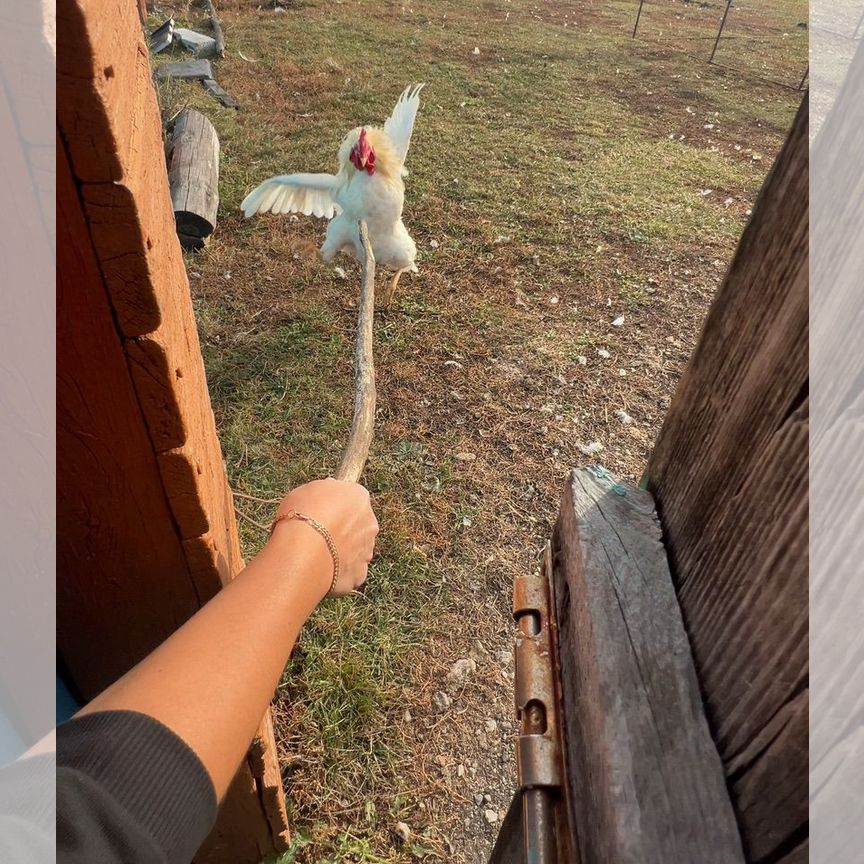 Бойцовский петух