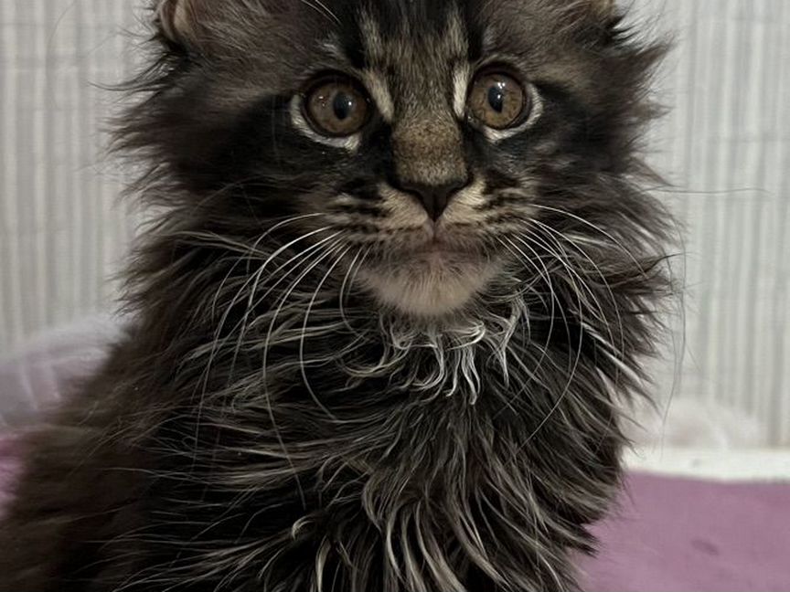 Котенок мейн-кун