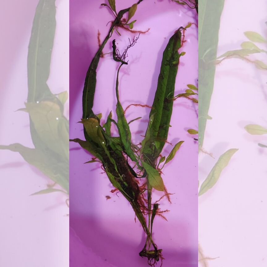 Растения и креветки