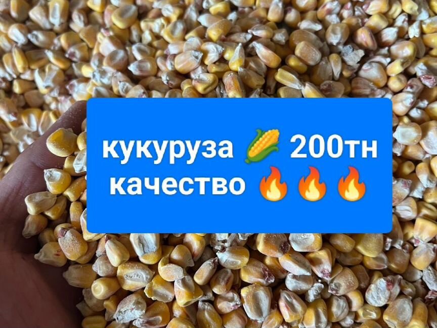Кукуруза 200тн