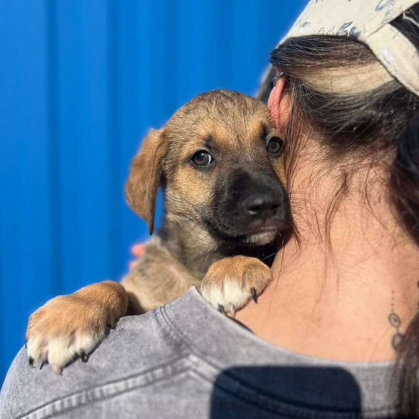 Щенок ищет родителей