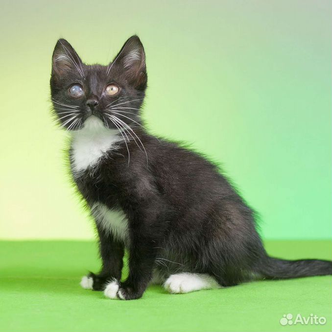 Пожалейте котика