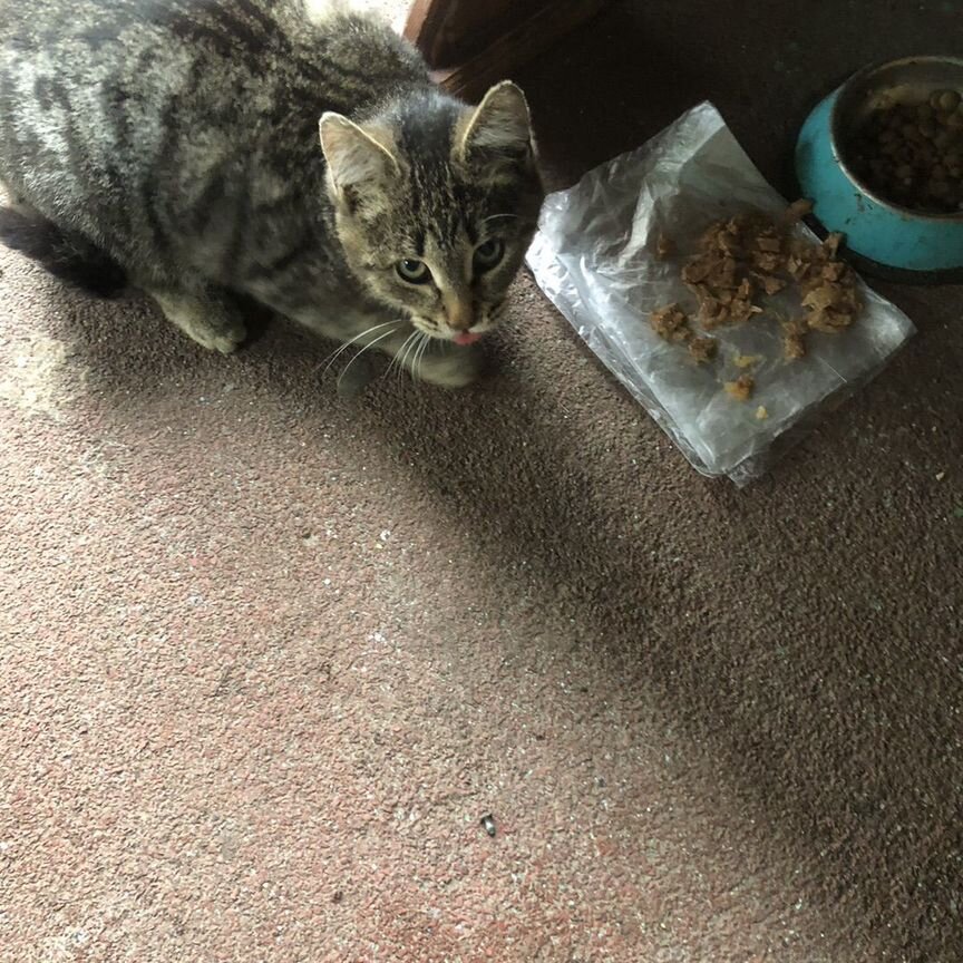 Кошечка в добрые руки