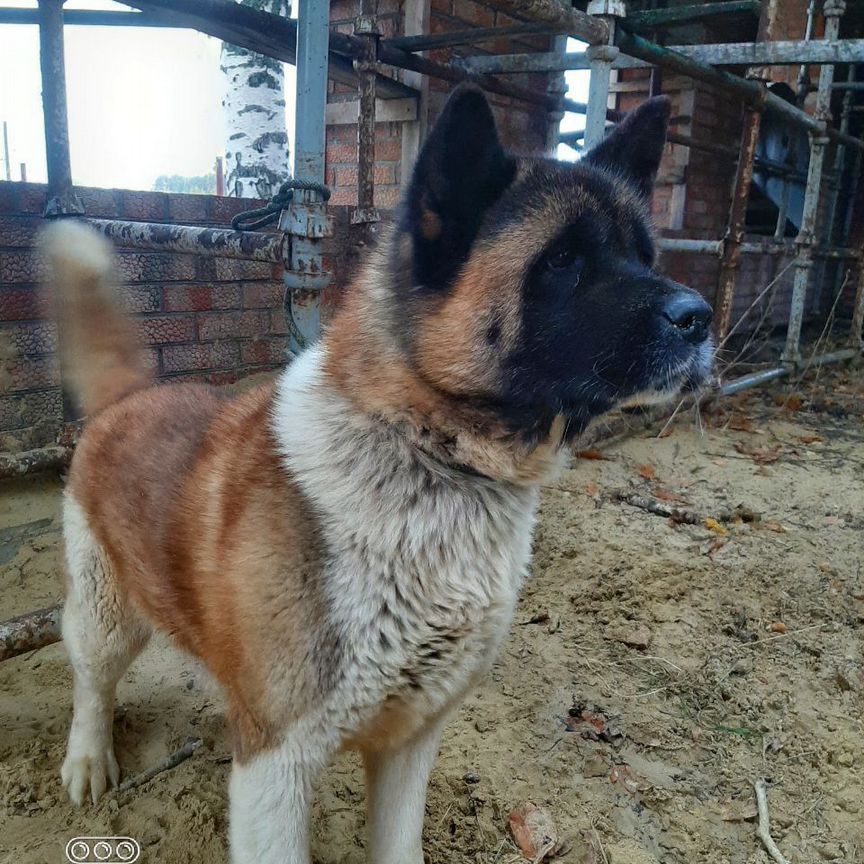 Американская акита в добрые руки