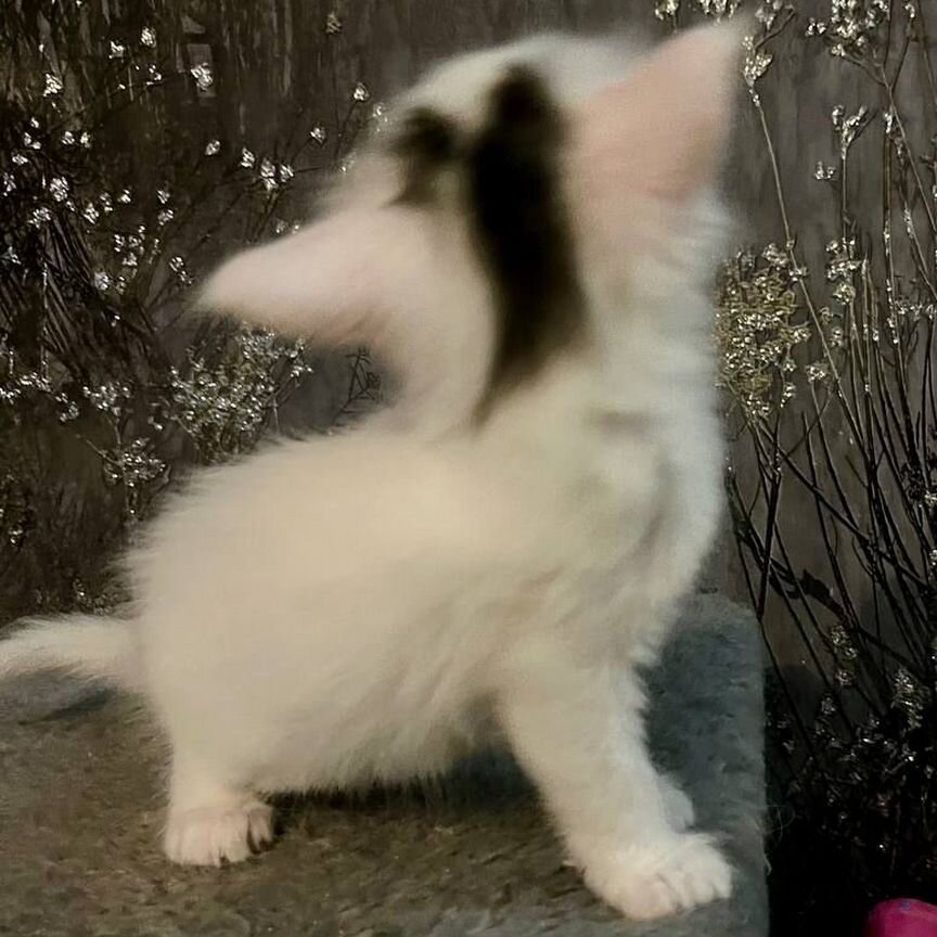 Котёнок от частного владельца