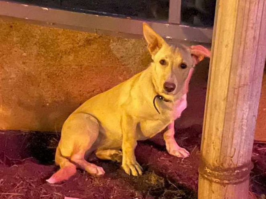 Чья собака-потеряшка