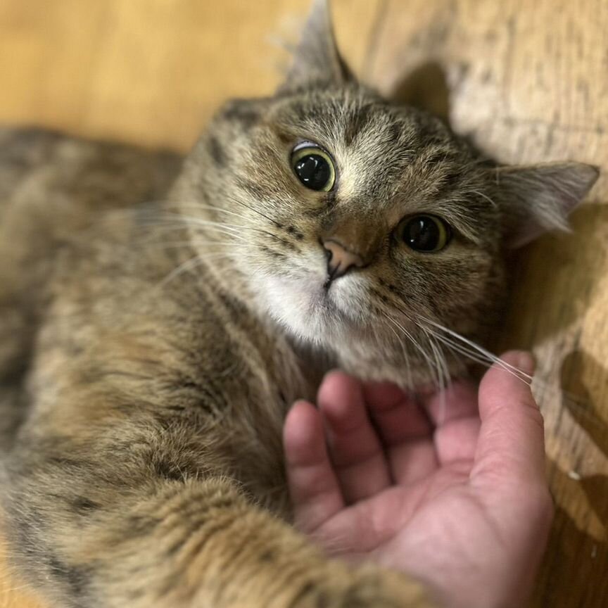 Взрослая кошка в добрые руки