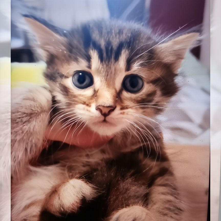 Котёнок в добрые руки