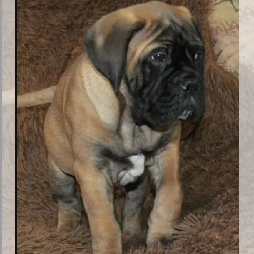 Бульмастиф, щенок