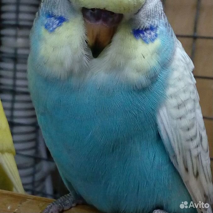 Птенчик самечик