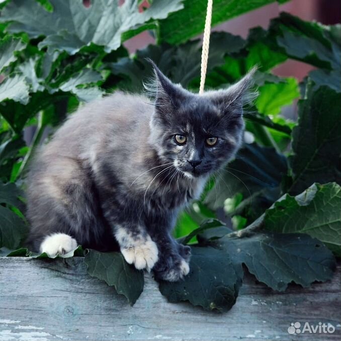 Яркая звезда ирис