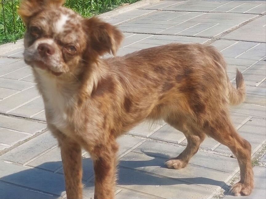 Кобель чихуахуа 7 мес