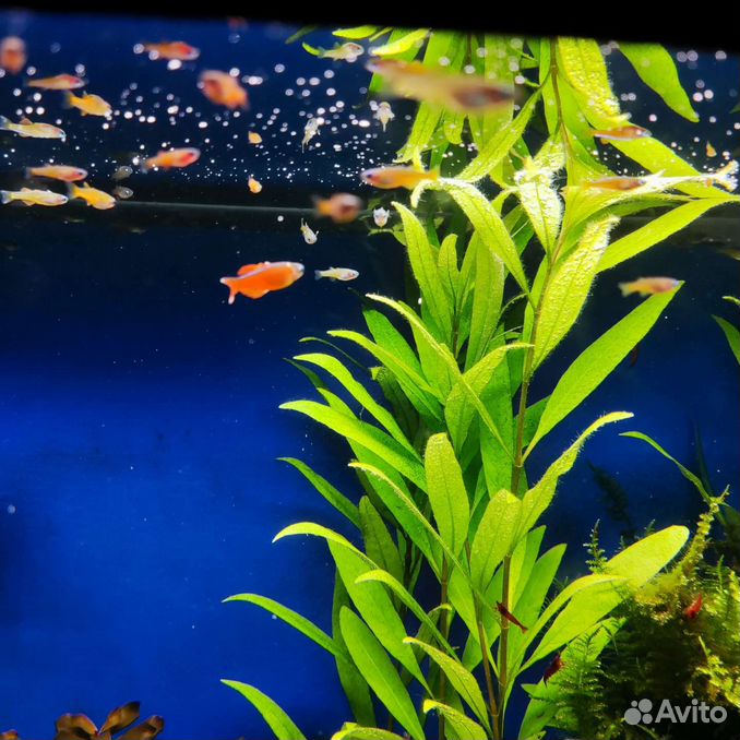 Псевдомунгил паскай своего разведения