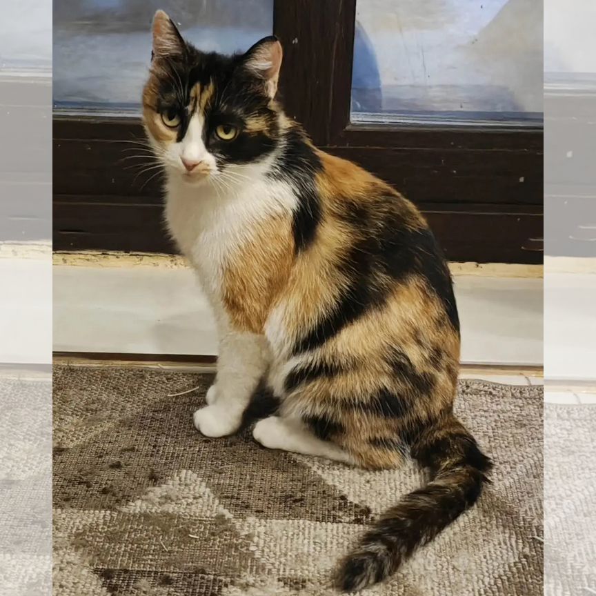 Взрослая, кошка в добрые руки