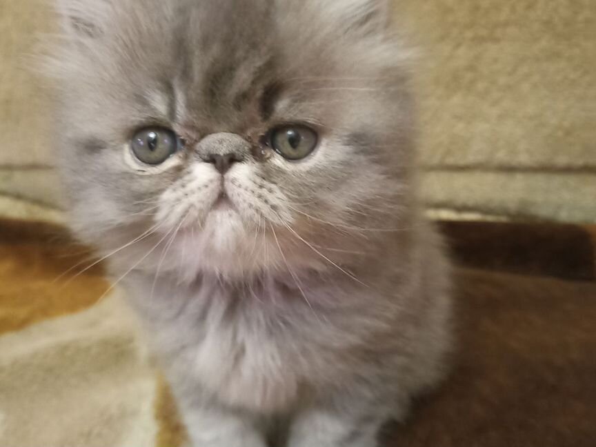 Экзотический длинношерстный котик