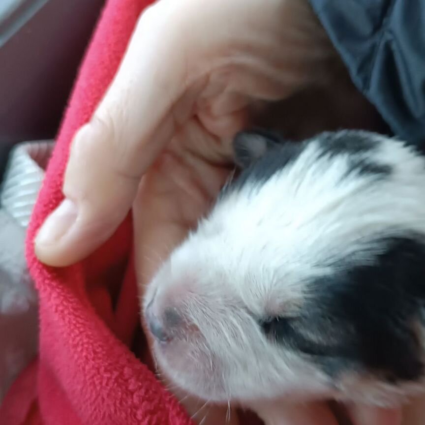 Щенки в добрые руки