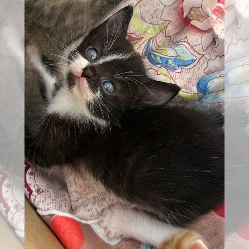 Черно белая кошка 1,2 месяца