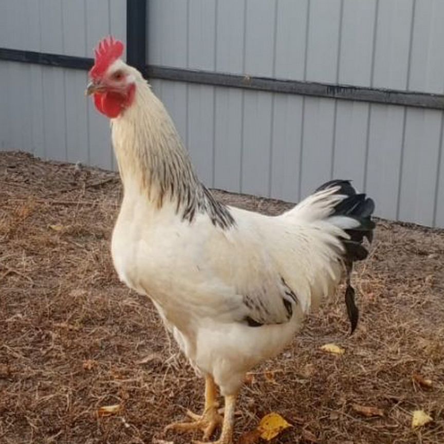 Молодые петухи