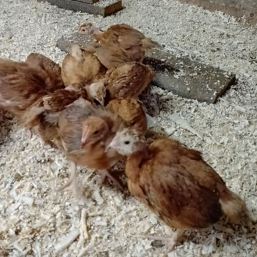 Цыплята голошейки