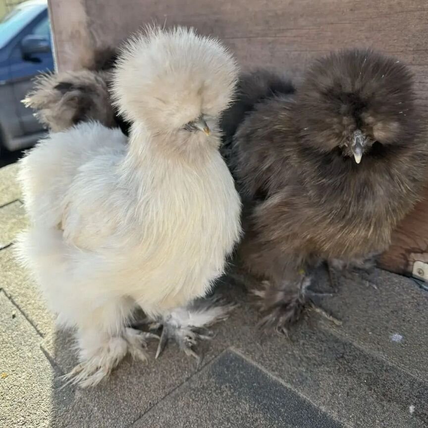 Куры китайские шелковые стандарт USA (silkie)