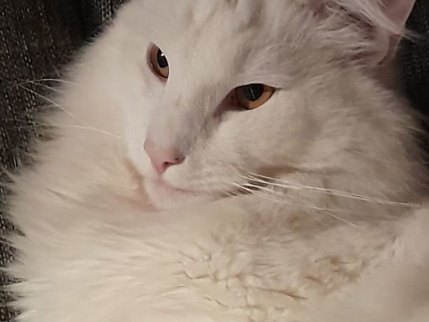 Норвежская лесная кошка