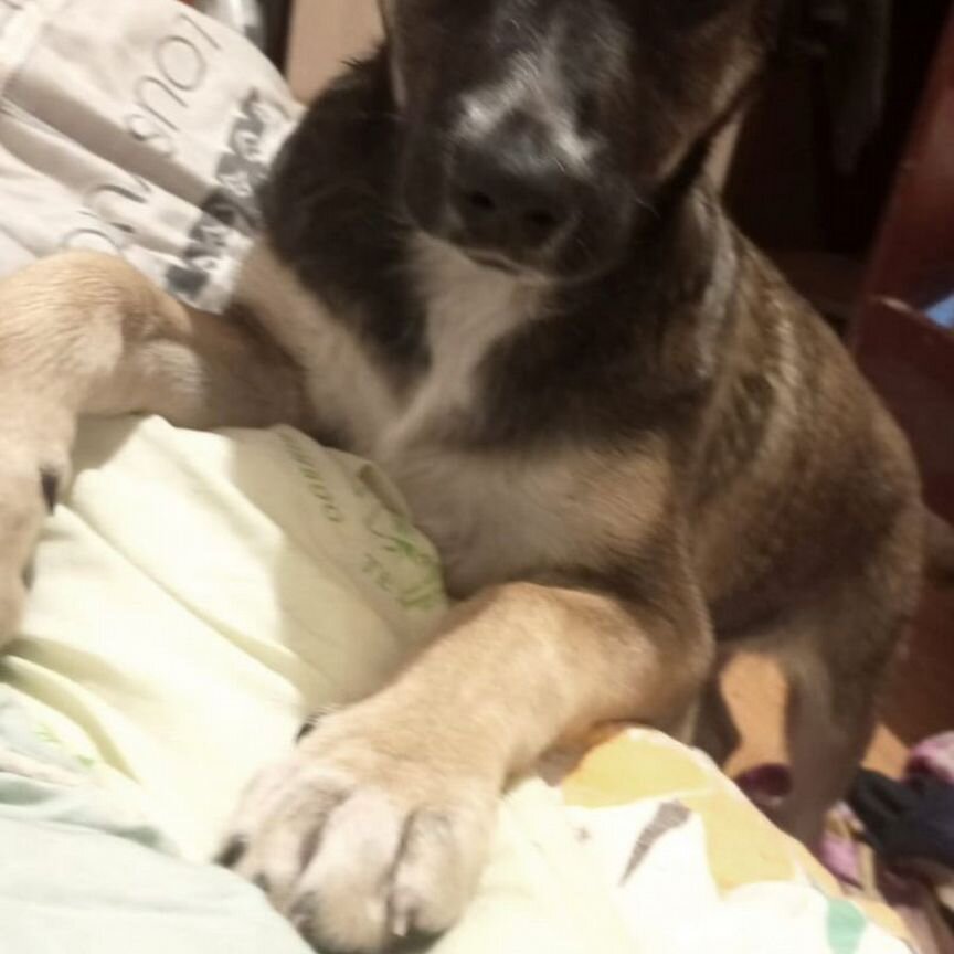 Мальчик Бублик возраст 3,5 мес