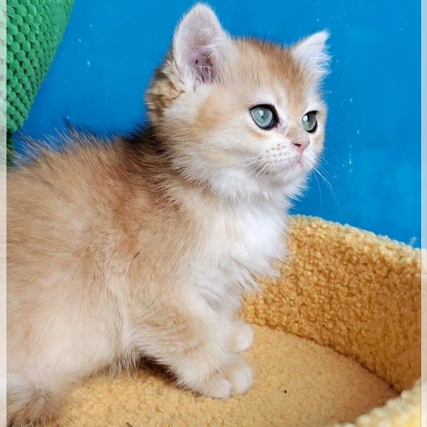 Котята золотая шиншилла
