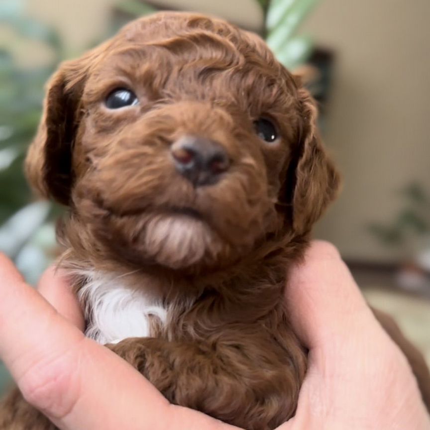 Той-пудель, щенок