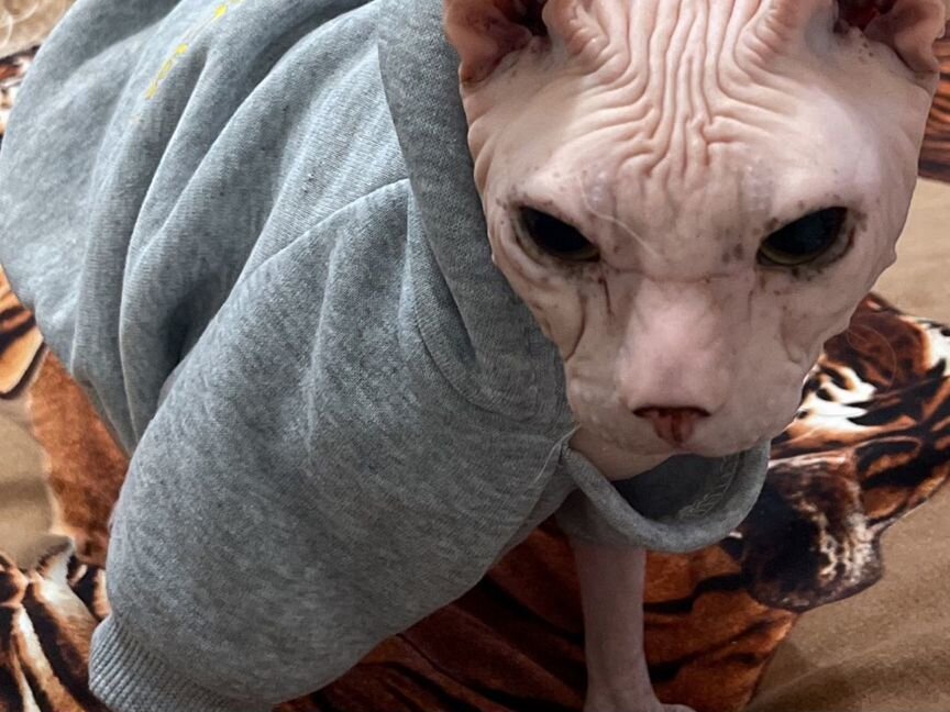 Худи для кошек