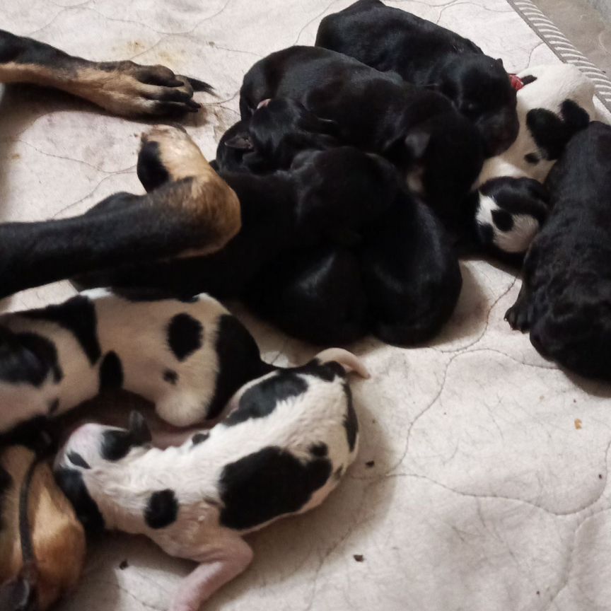 Одаю щенят в добрые руки