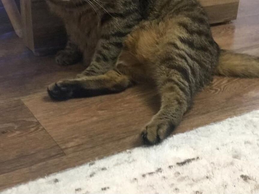 Пристраиваем в добрые руки котика