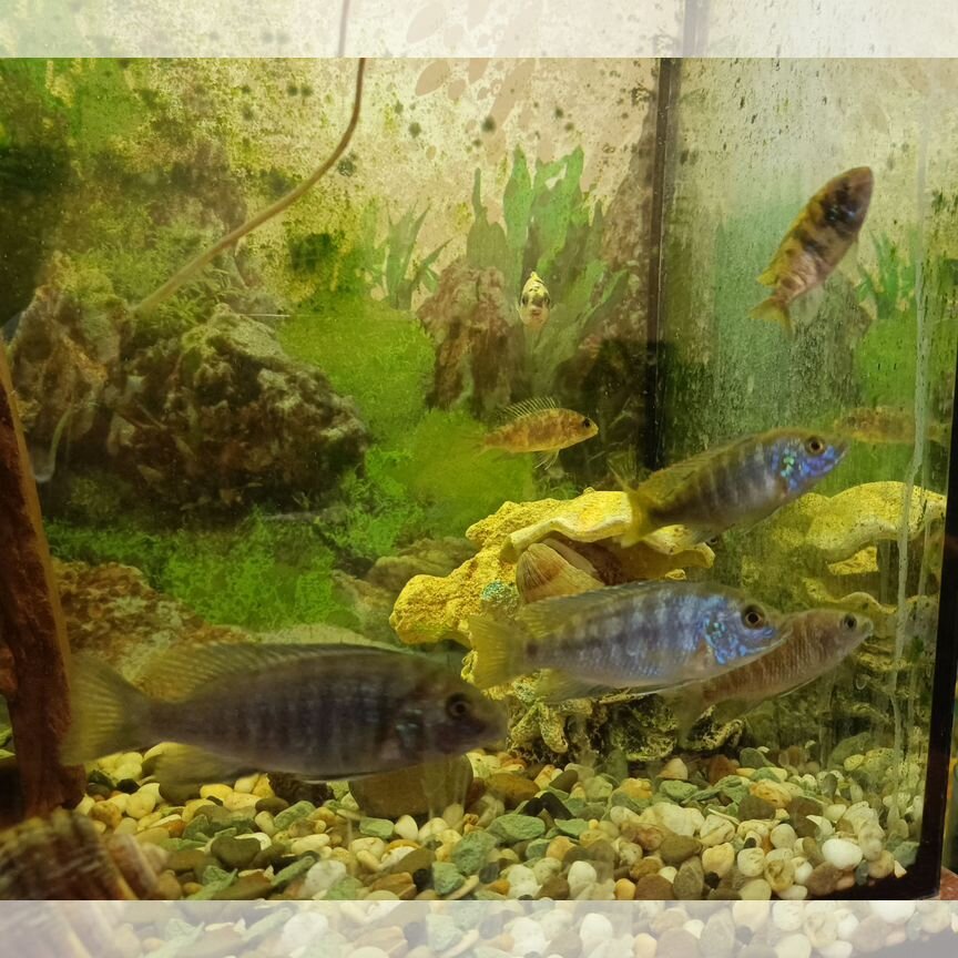 Рыбки цихлиды