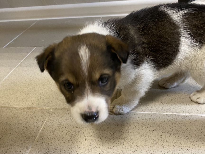 Щенки ишут дом