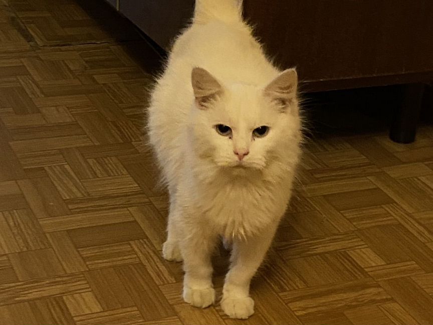 Белая кошечка