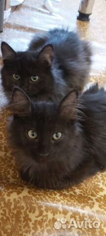 Черный котенок в добрые руки