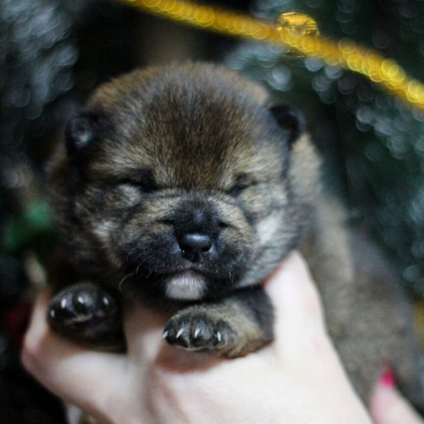 Сиба-ину, щенок