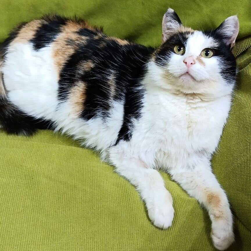 Взрослая, кошка в добрые руки