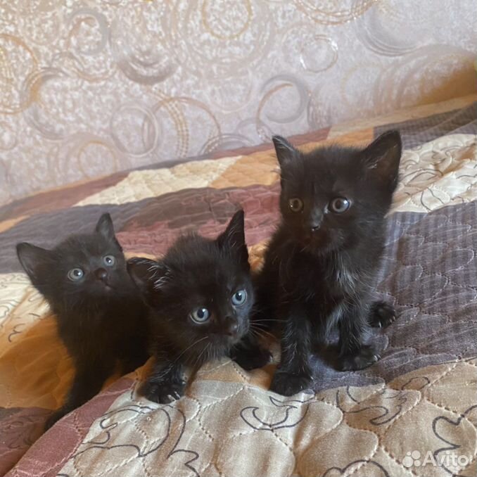 Котята в добрые руки, мама тайская кот дворовый